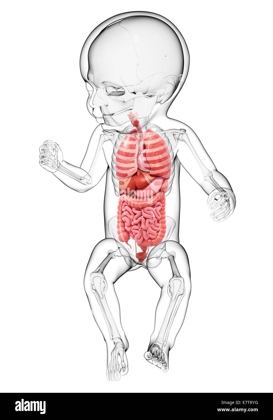 Baby's anatomy, computer artwork Stock Photo - Alamy