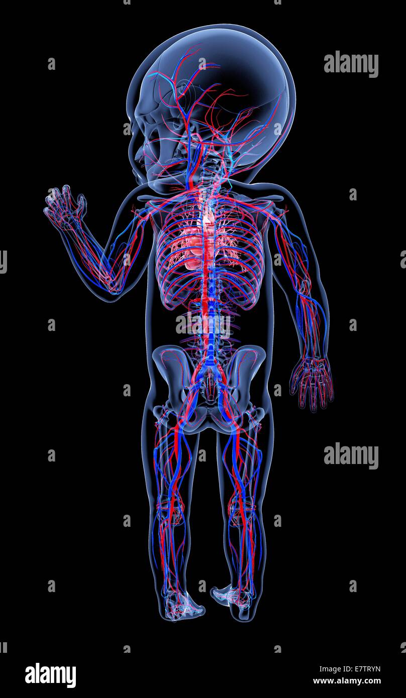 Baby's cardiovascular system, computer artwork Stock Photo - Alamy
