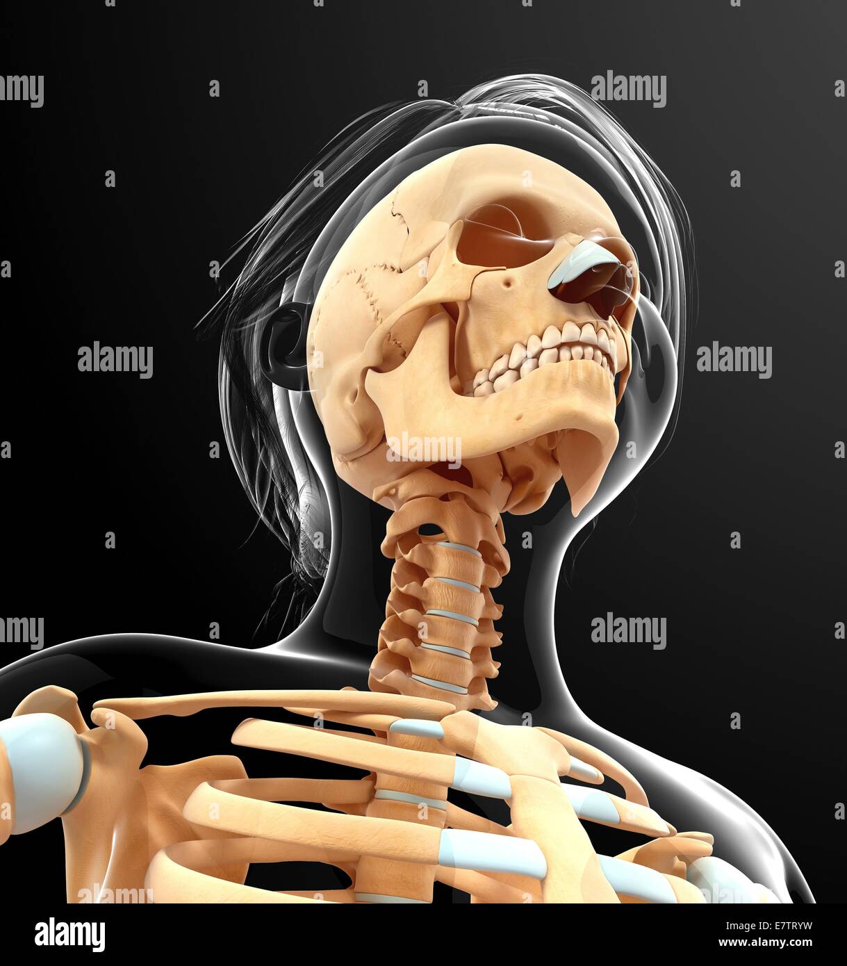 Human skull, computer artwork Stock Photo - Alamy