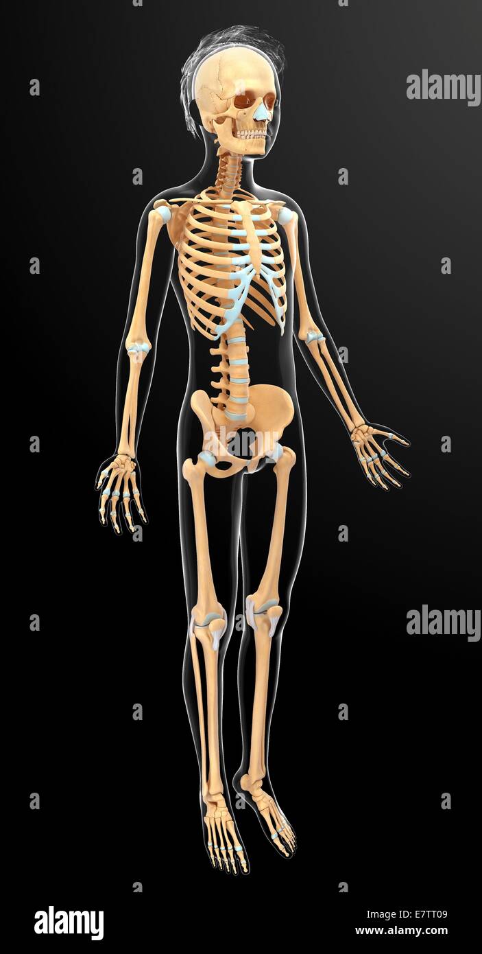 Human skeletal system, computer artwork Stock Photo - Alamy