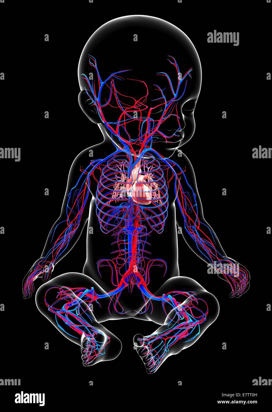 Baby's cardiovascular system, computer artwork Stock Photo - Alamy