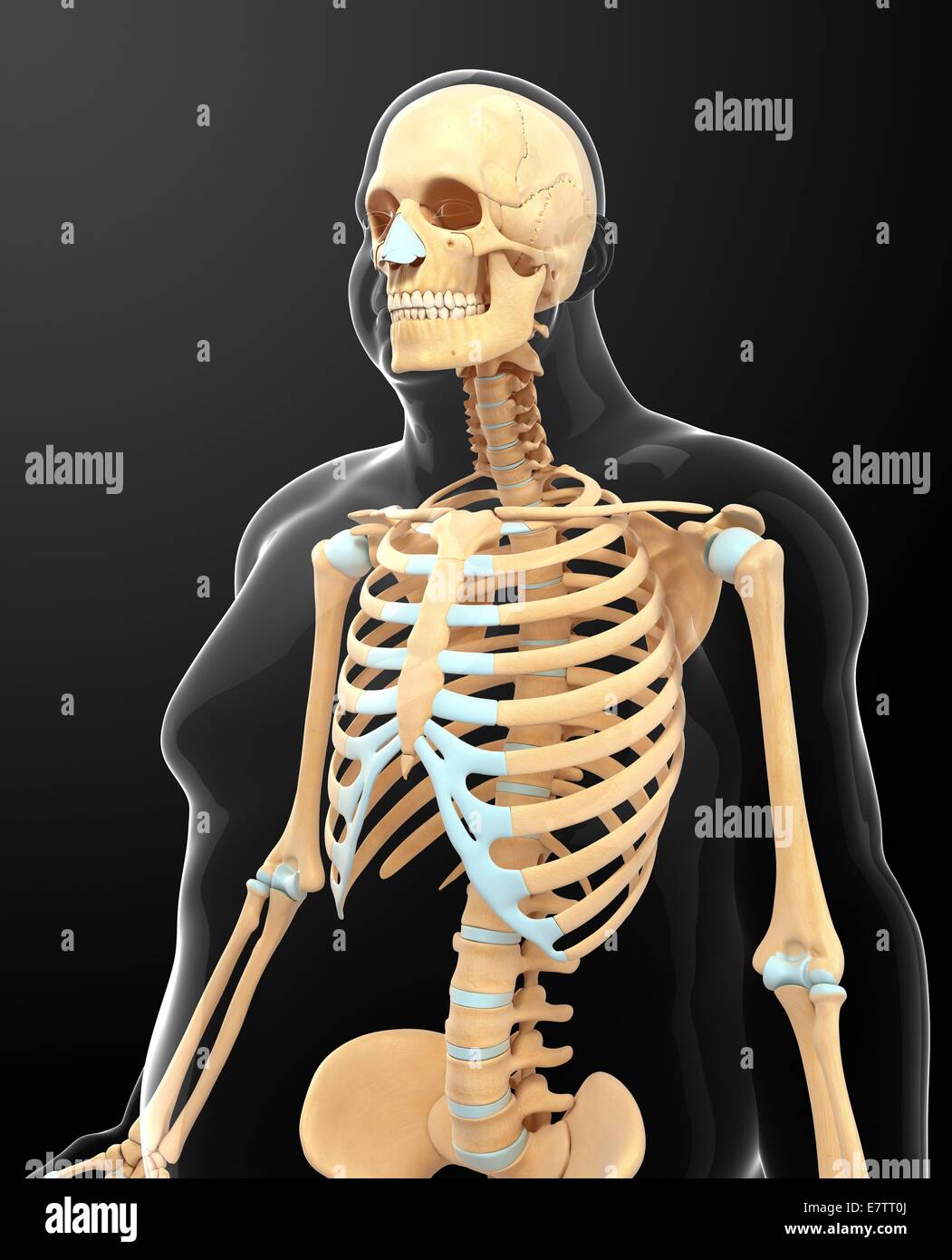Human skeletal system, computer artwork Stock Photo - Alamy