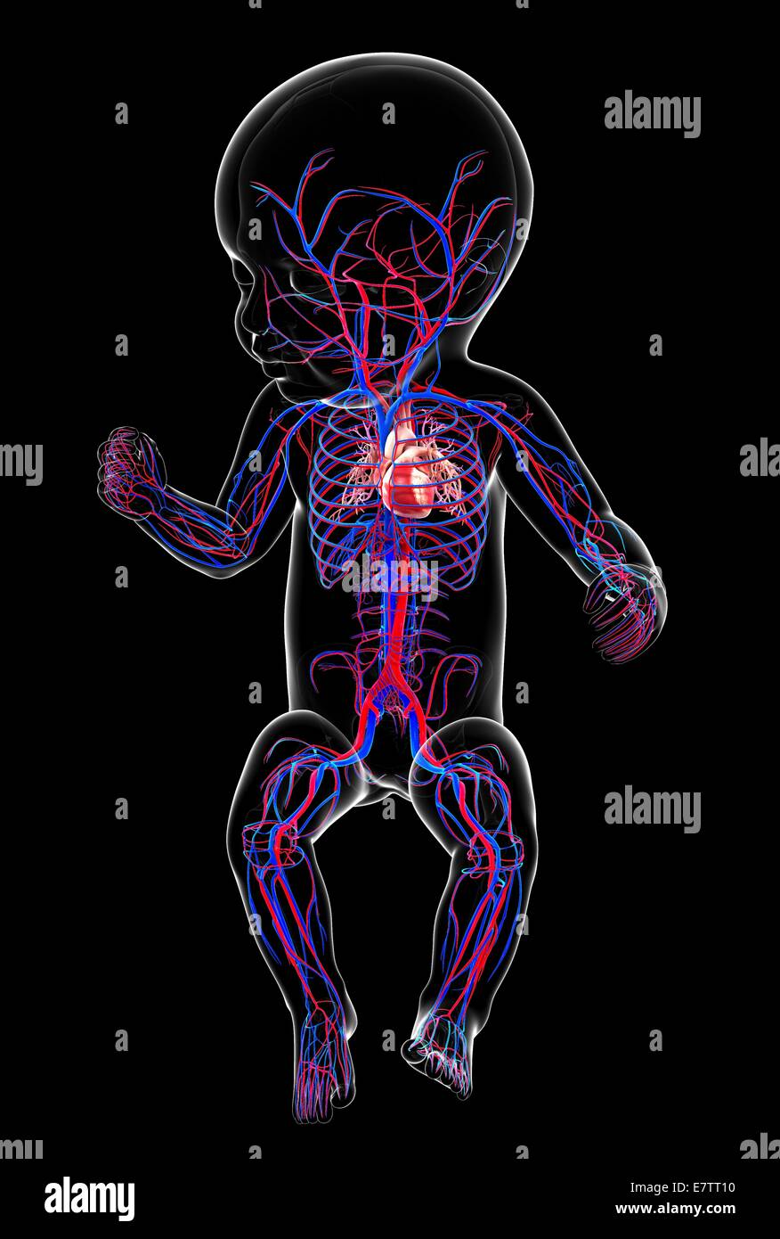 Baby's cardiovascular system, computer artwork Stock Photo - Alamy