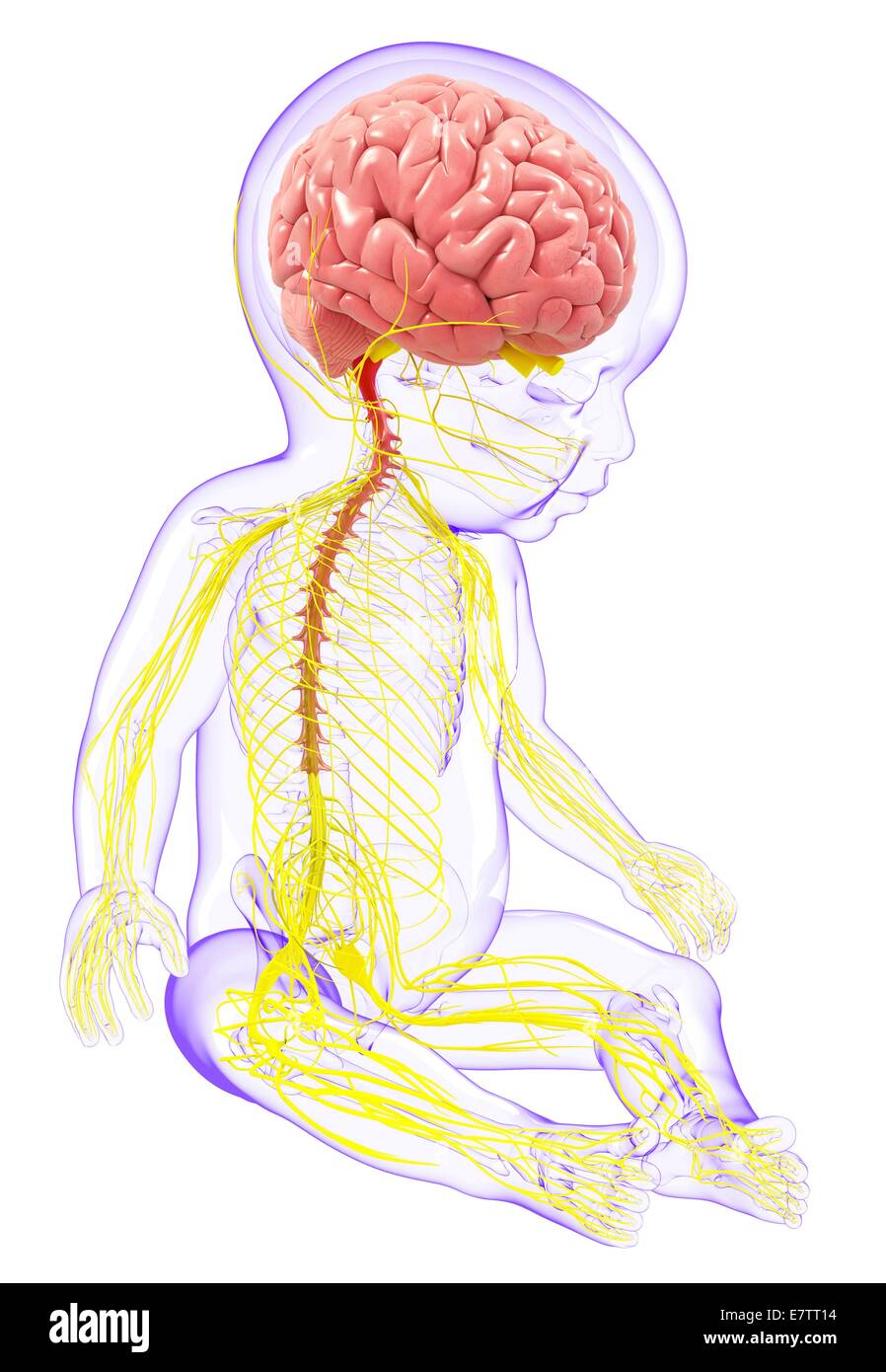 Baby's nervous system, computer artwork Stock Photo - Alamy
