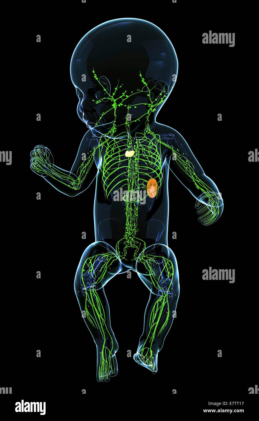 Baby's lymphatic system, computer artwork Stock Photo - Alamy