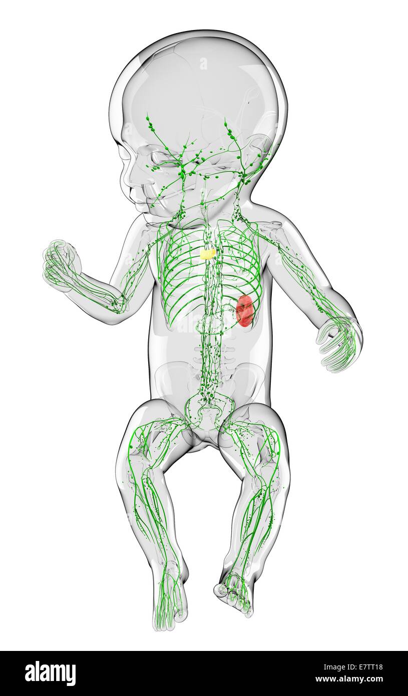 Baby's lymphatic system, computer artwork Stock Photo - Alamy