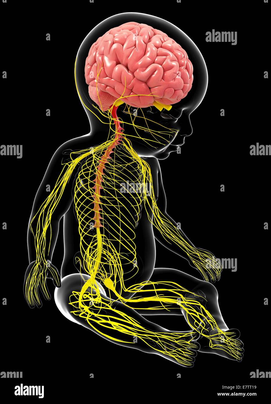 Baby's nervous system, computer artwork Stock Photo - Alamy