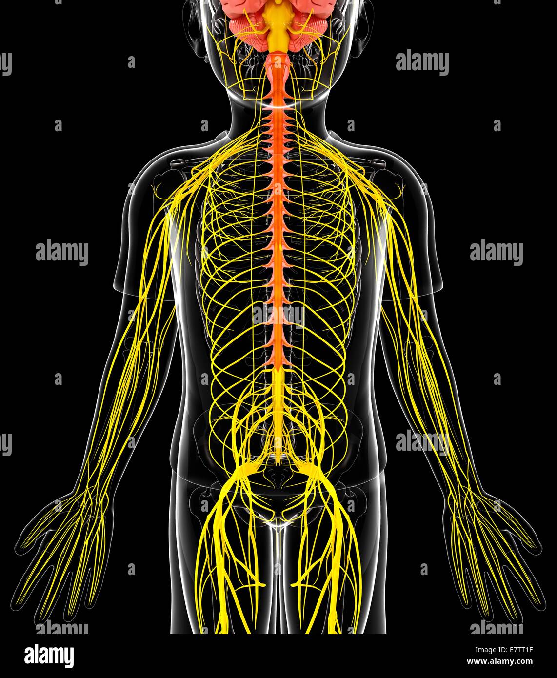 Human nervous system, computer artwork Stock Photo - Alamy