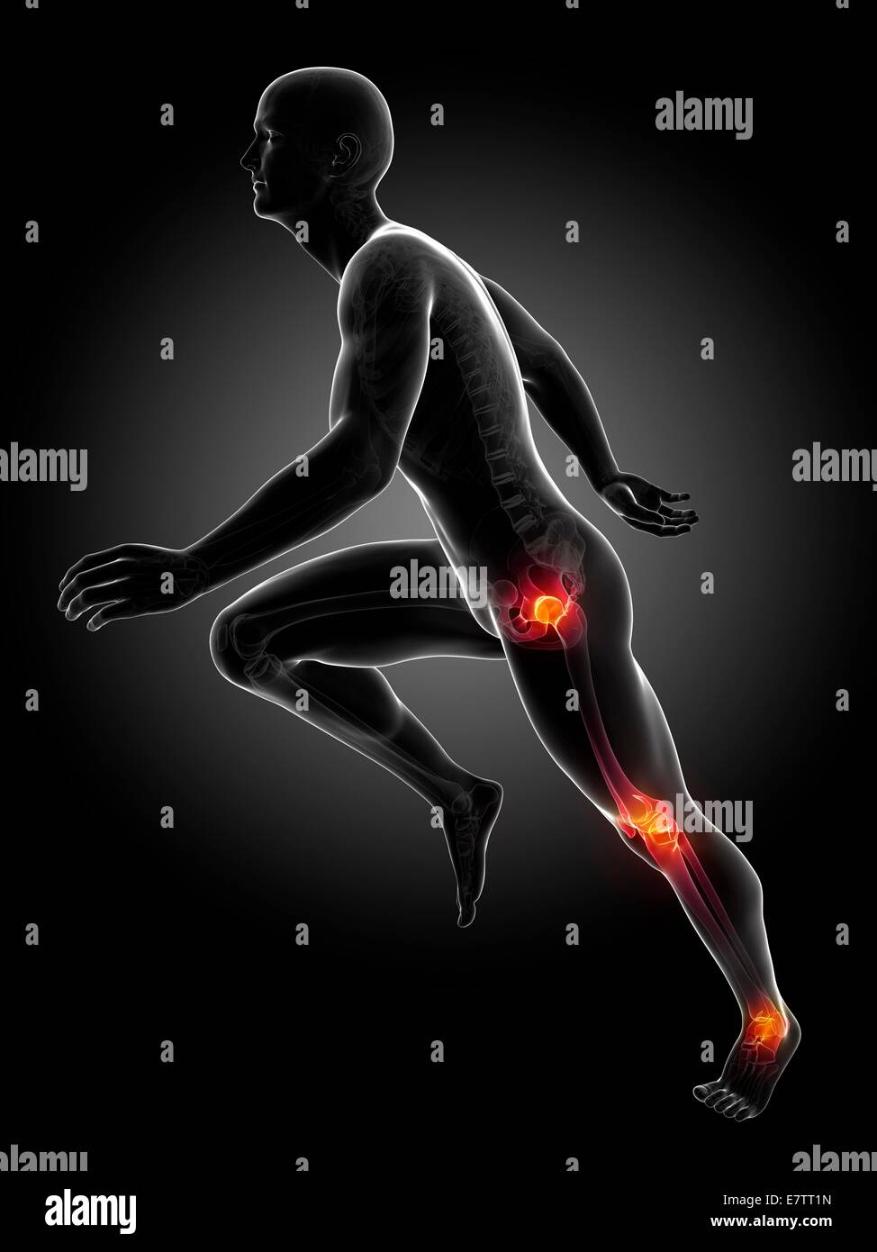 Human anatomy of a runner's joints, computer artwork Stock Photo - Alamy