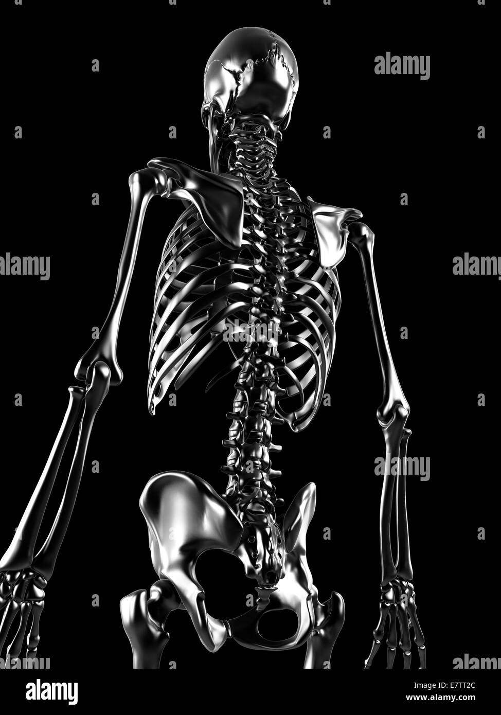 Human skeleton, computer artwork Stock Photo - Alamy
