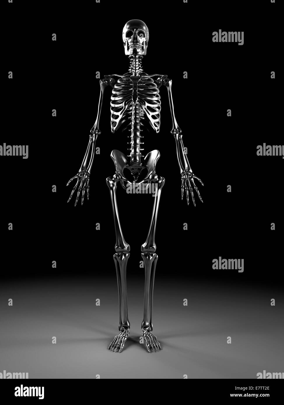 Human skeleton, computer artwork Stock Photo - Alamy