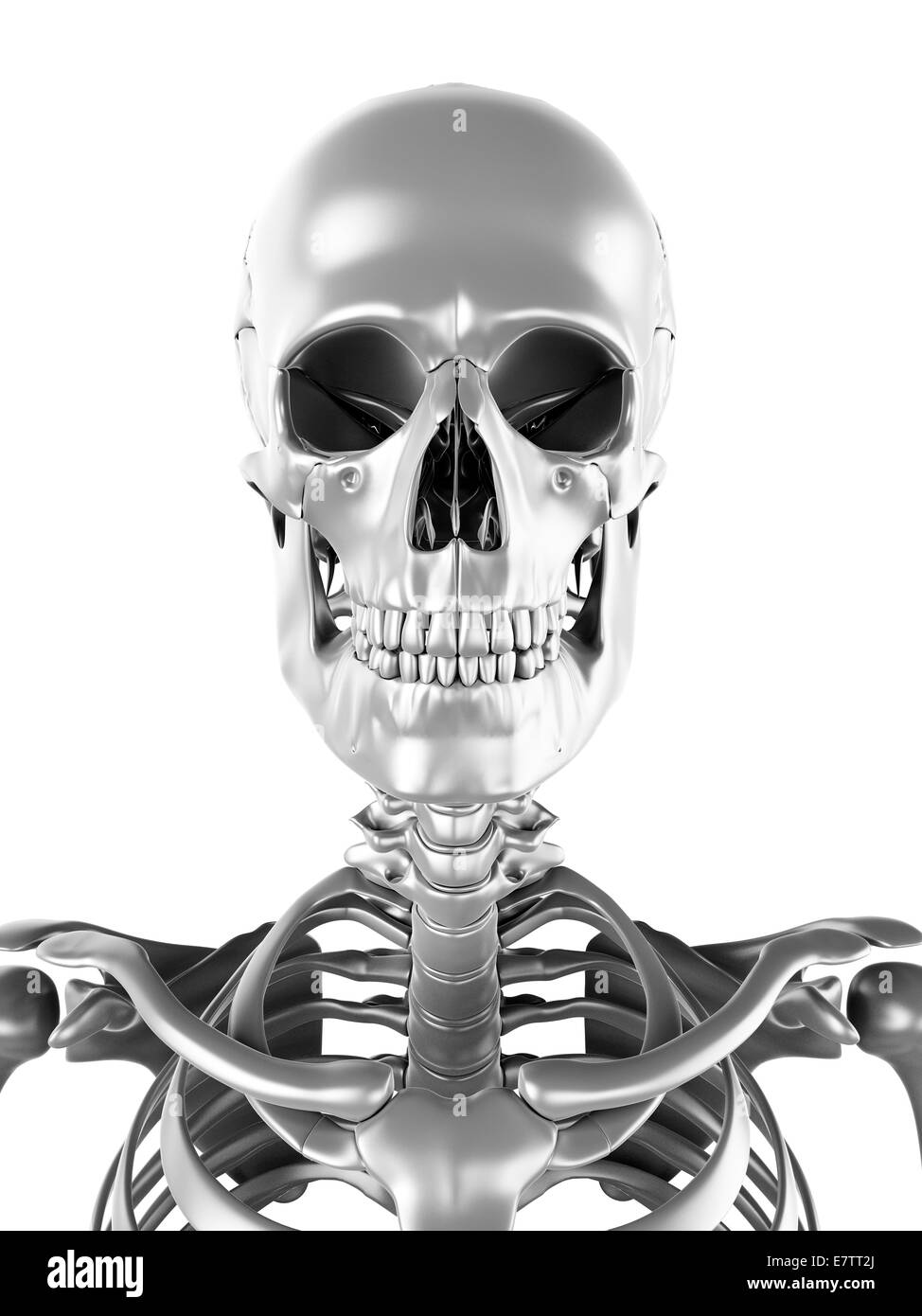Human skull, computer artwork Stock Photo - Alamy