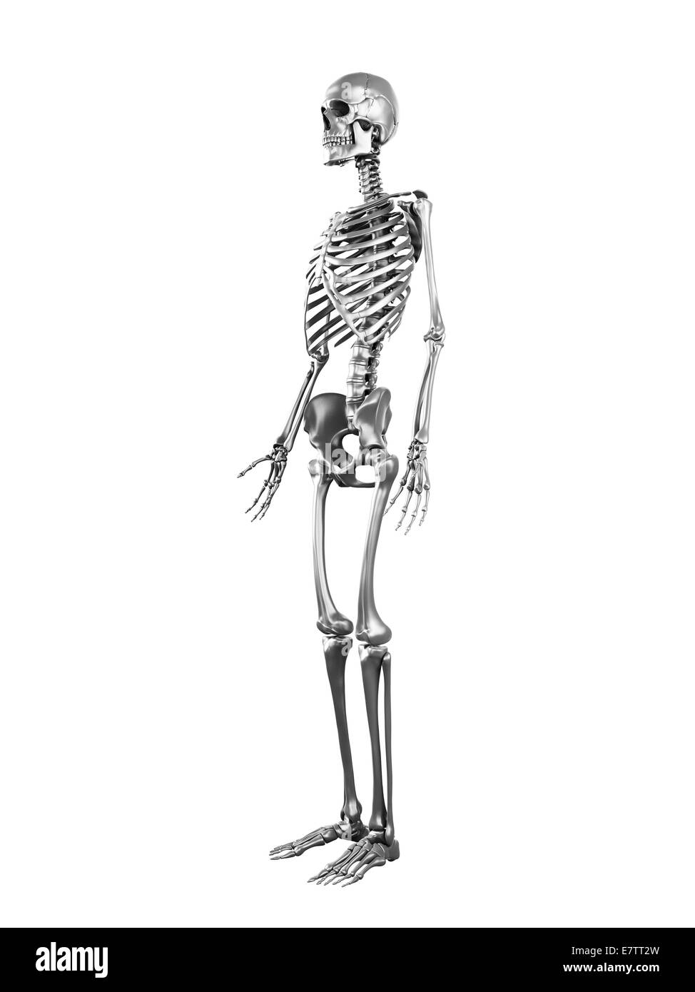 Human skeleton, computer artwork Stock Photo - Alamy