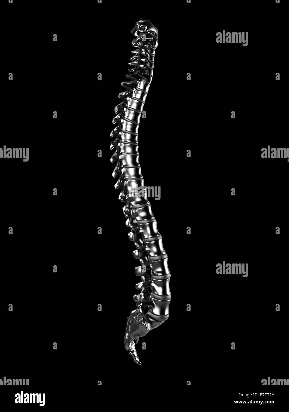 Human spine Black and White Stock Photos & Images - Alamy