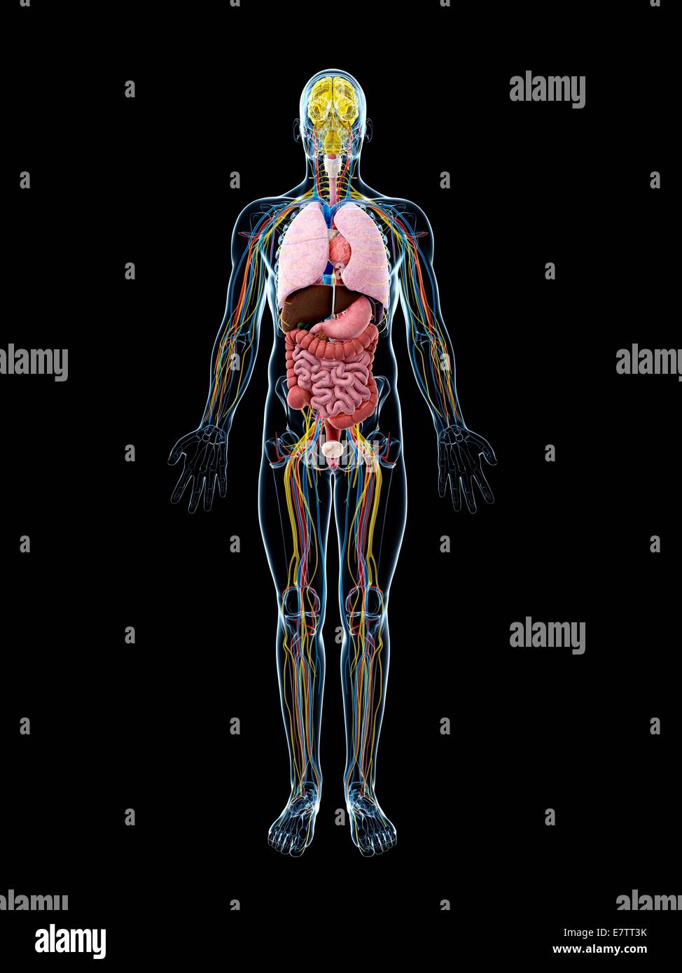 Human anatomy, computer artwork Stock Photo - Alamy