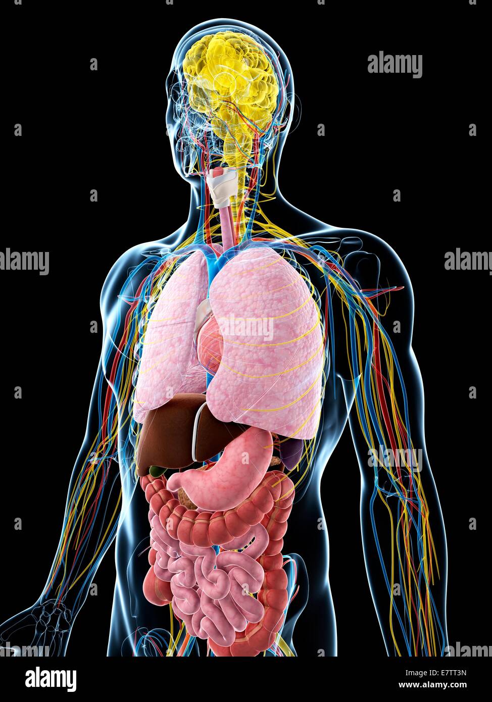 Human anatomy, computer artwork Stock Photo - Alamy
