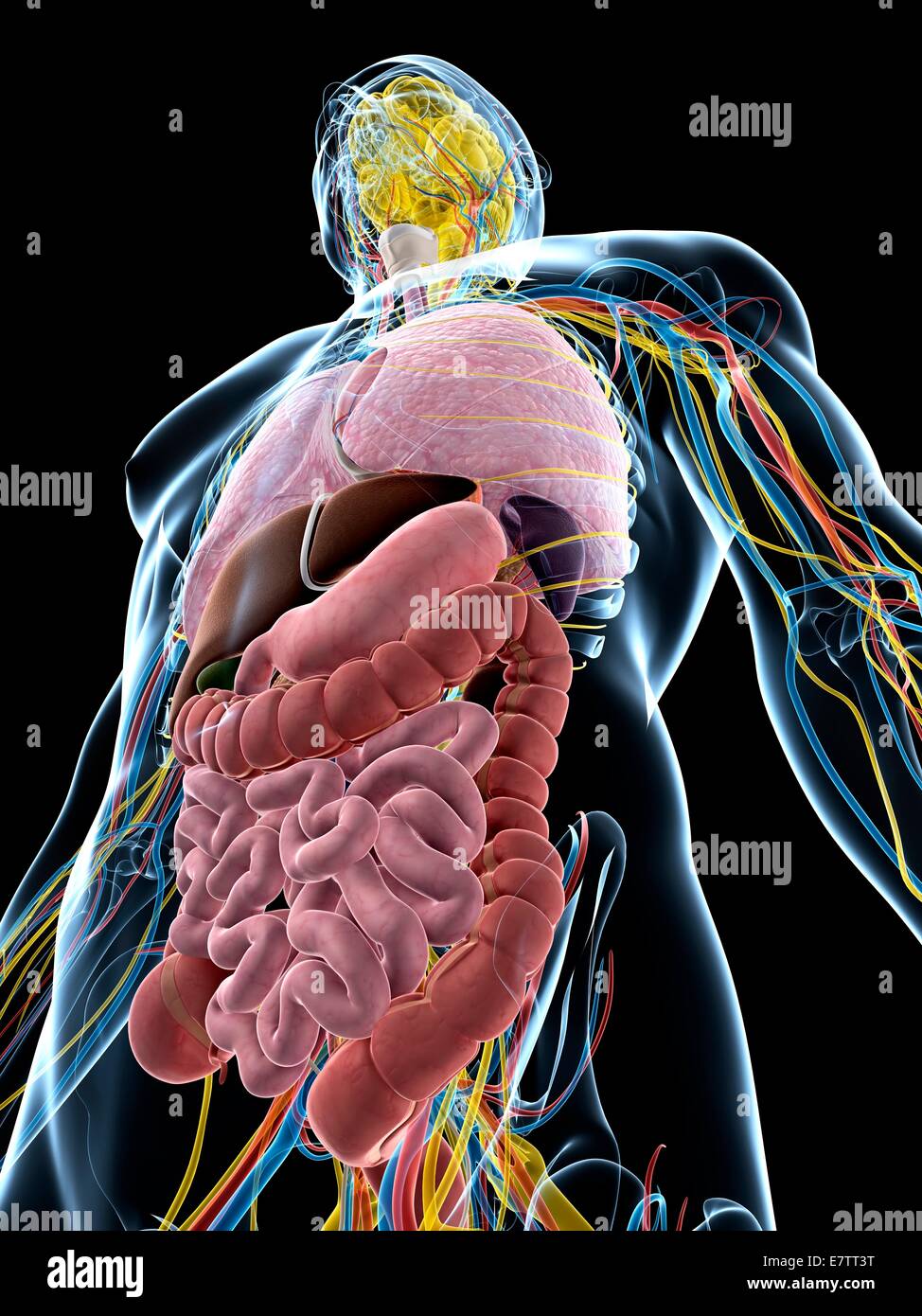Human anatomy, computer artwork Stock Photo - Alamy