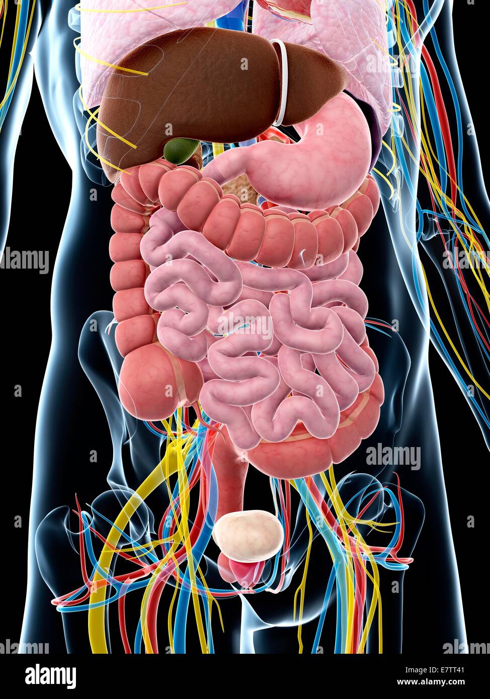 Human digestive system, computer artwork Stock Photo - Alamy