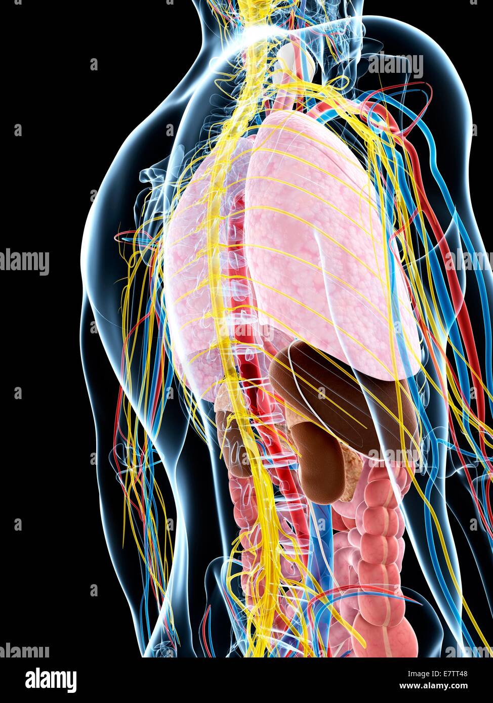 Human anatomy, computer artwork Stock Photo - Alamy