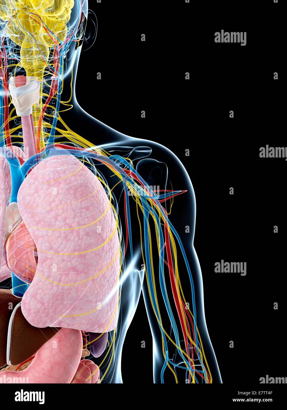 Human lung anatomy hi-res stock photography and images - Alamy