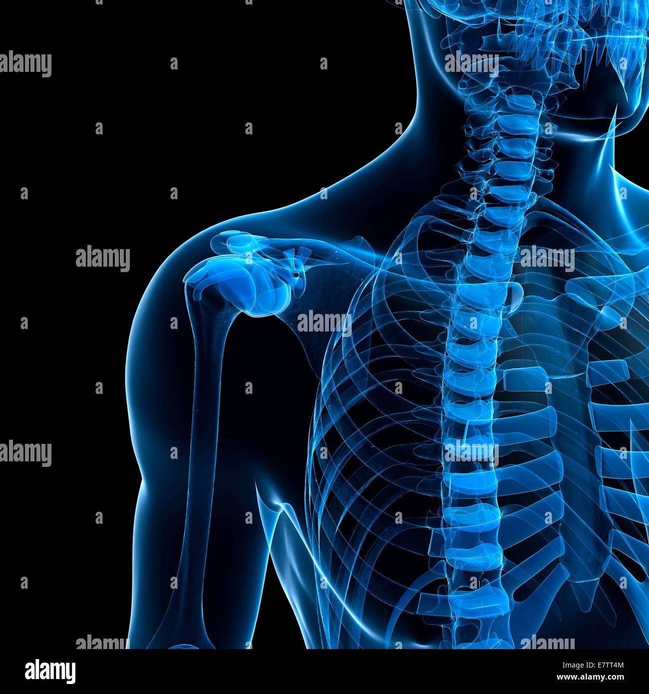 Human skeleton, computer artwork Stock Photo - Alamy