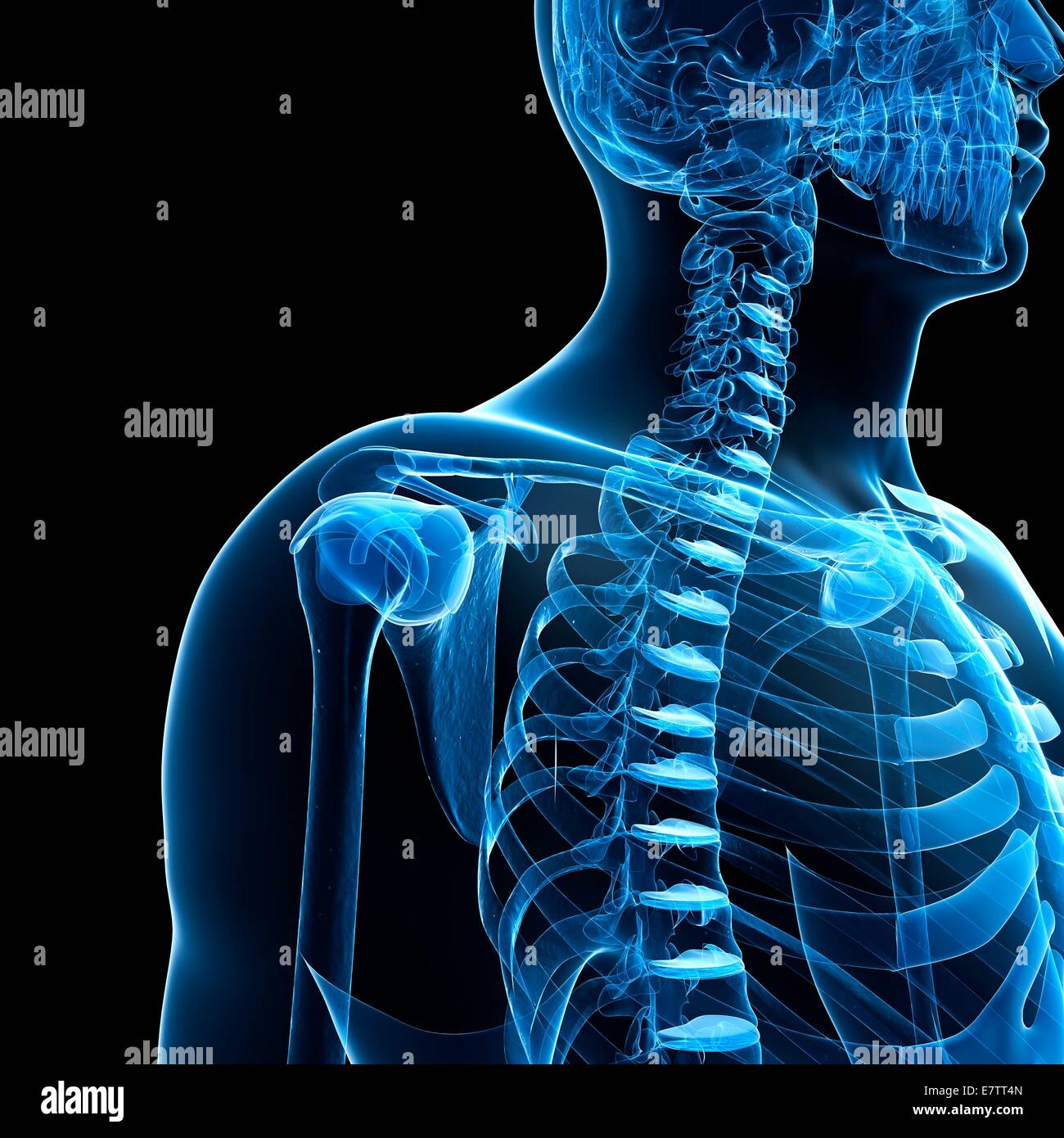 Human skeleton, computer artwork Stock Photo - Alamy