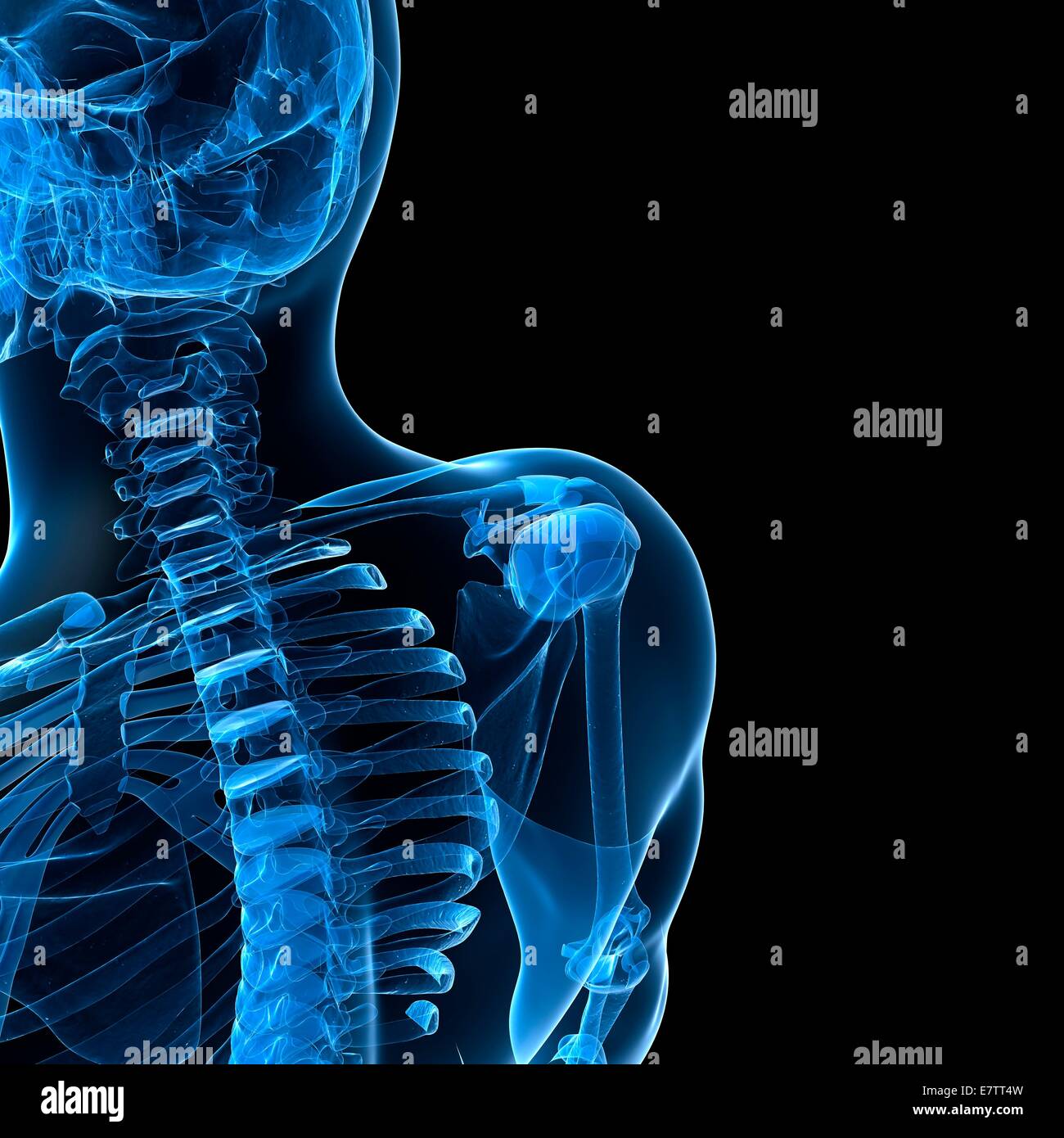 Human skeleton, computer artwork Stock Photo - Alamy