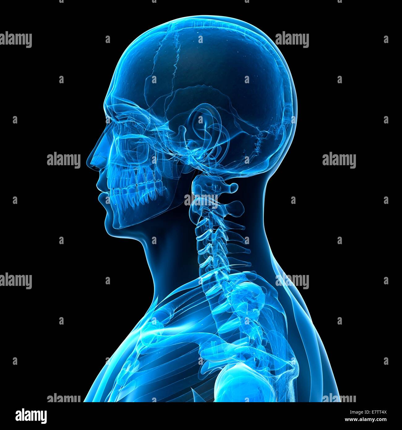 Human skull, computer artwork Stock Photo - Alamy