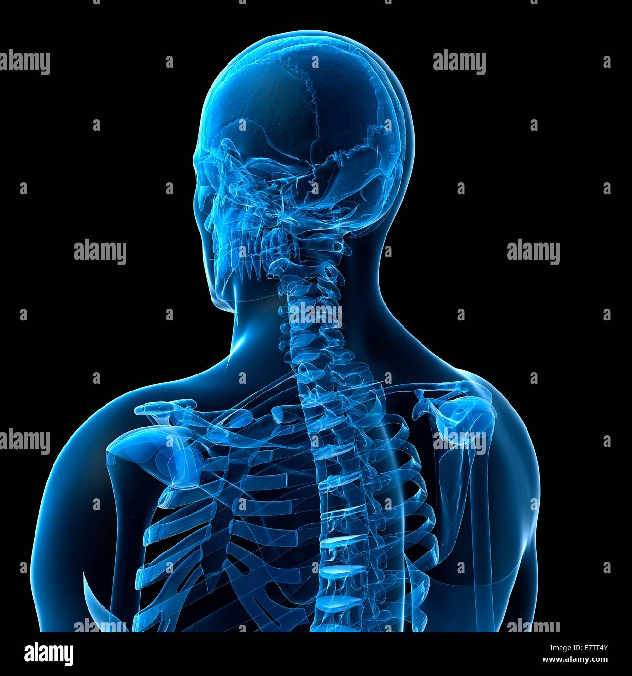 Human spine, computer artwork Stock Photo - Alamy