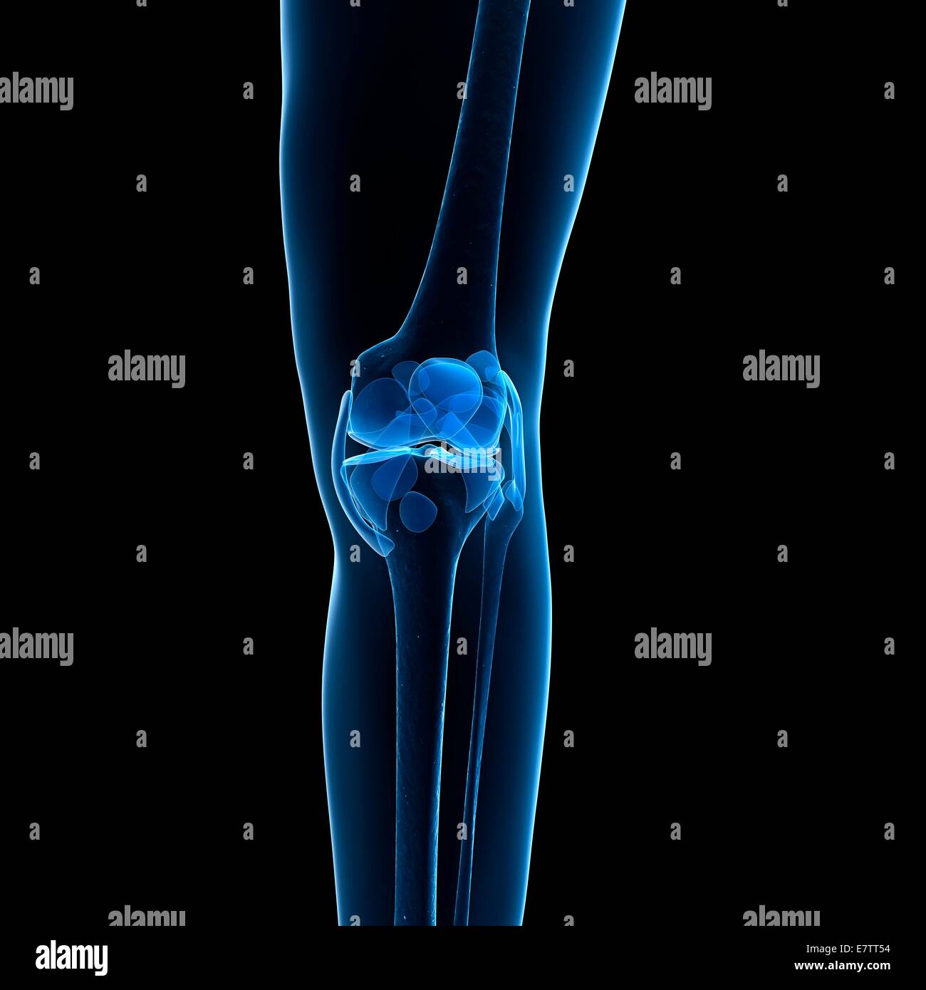 Human knee joint, computer artwork Stock Photo - Alamy
