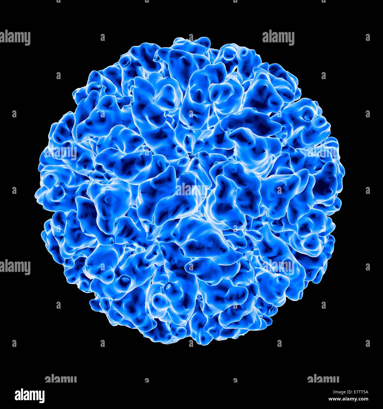 calicivirus, computer artwork Stock Photo - Alamy