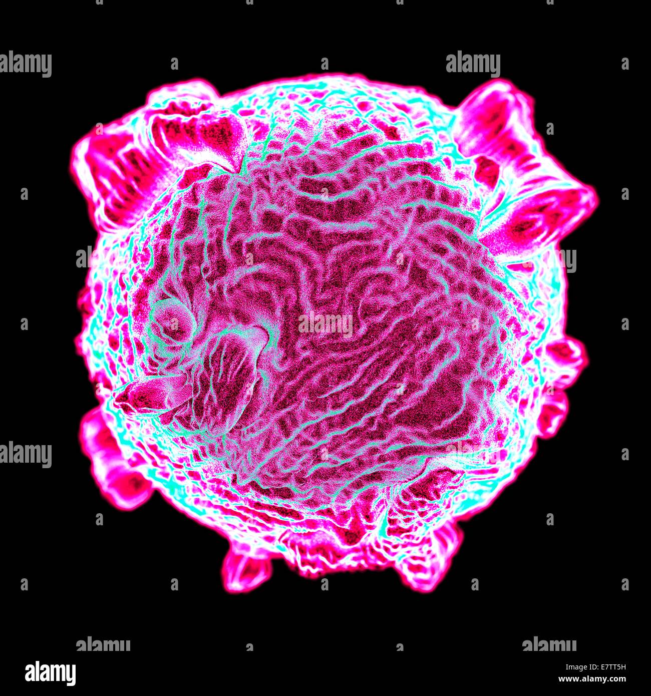 Canine parvovirus hi-res stock photography and images - Alamy