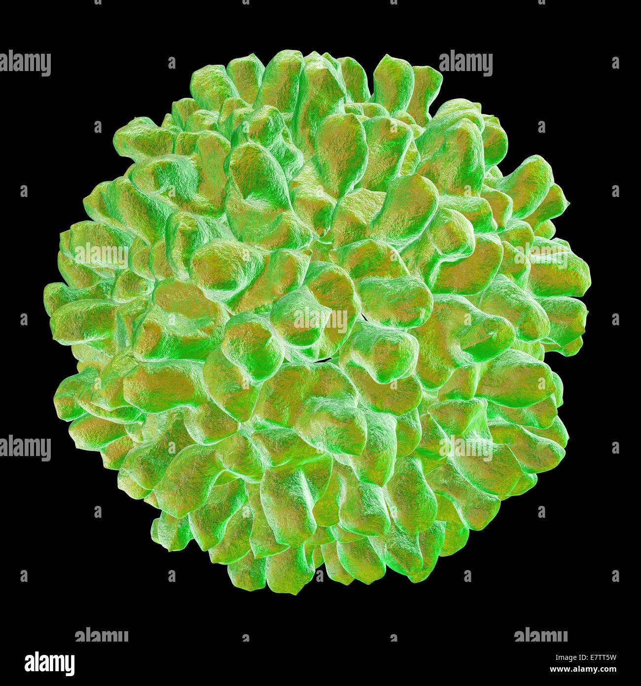 Carnation mottle virus, computer artwork Stock Photo - Alamy