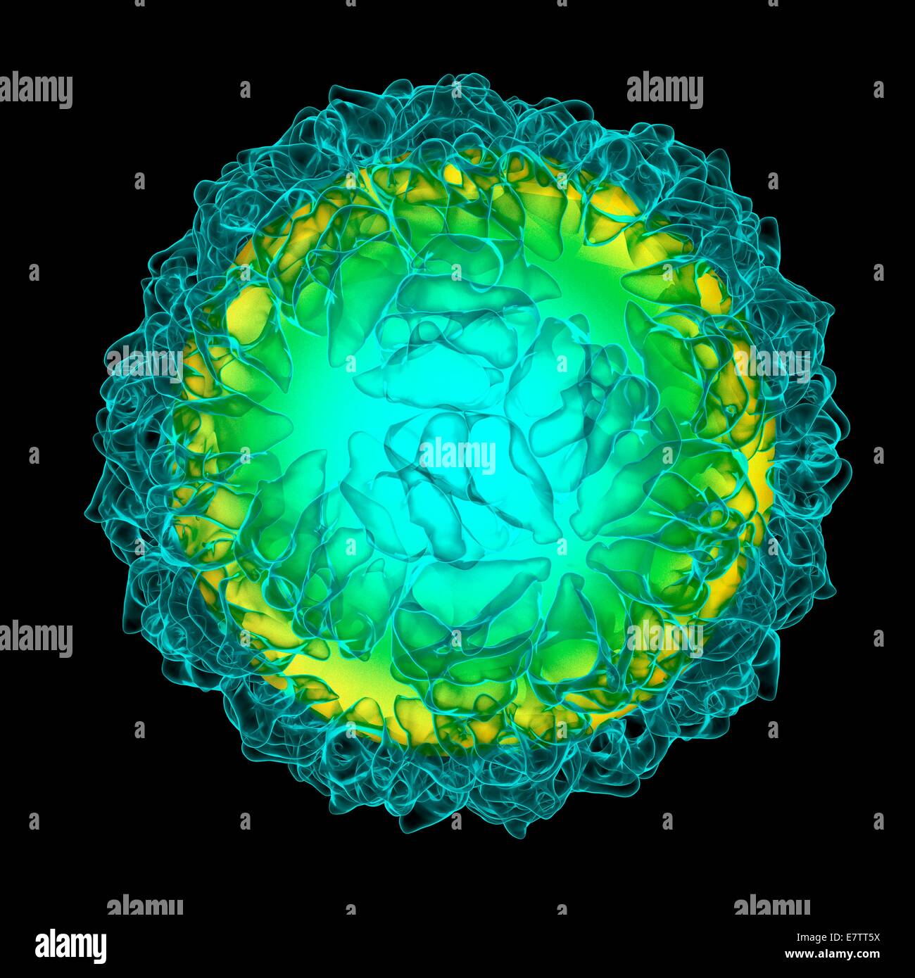 Caulobacter bacteriophage, computer artwork Stock Photo - Alamy