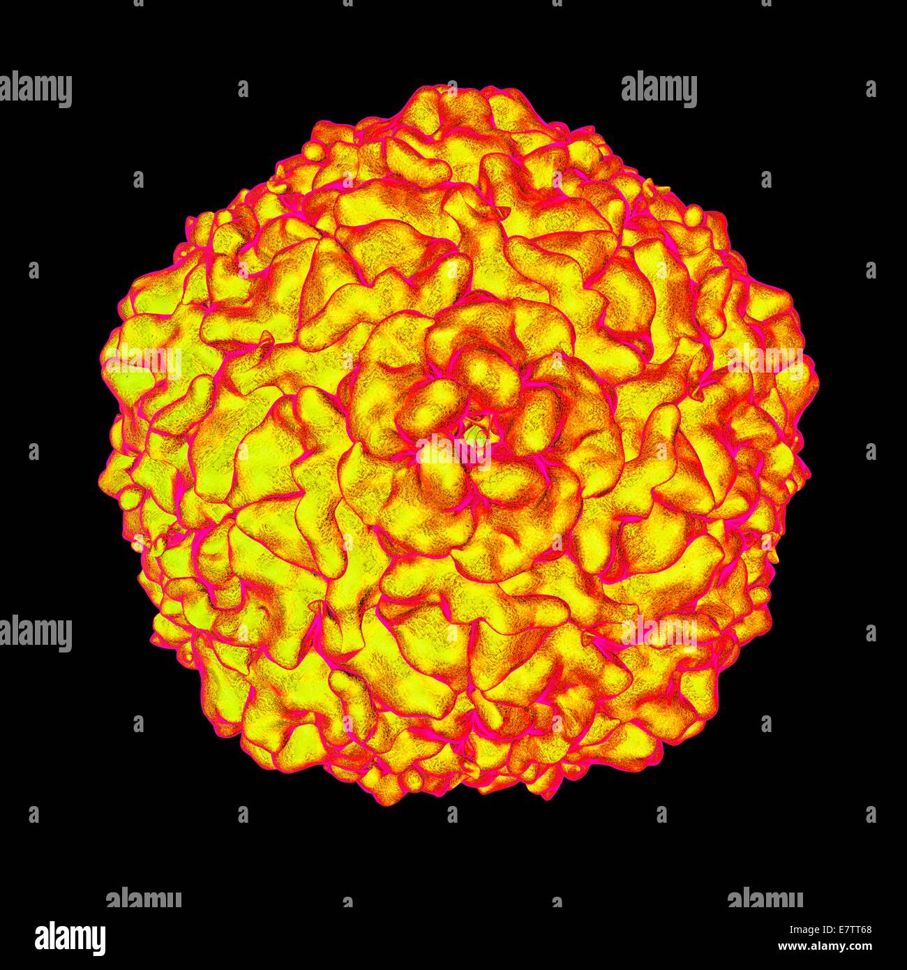 Cricket paralysis virus hi-res stock photography and images - Alamy