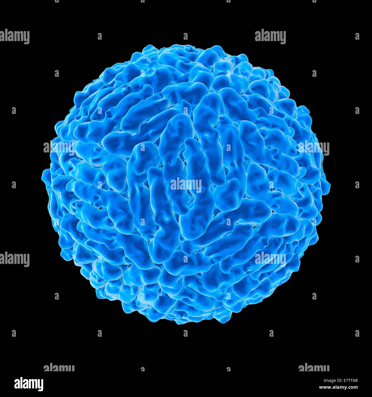 Dengue virus denv hi-res stock photography and images - Alamy