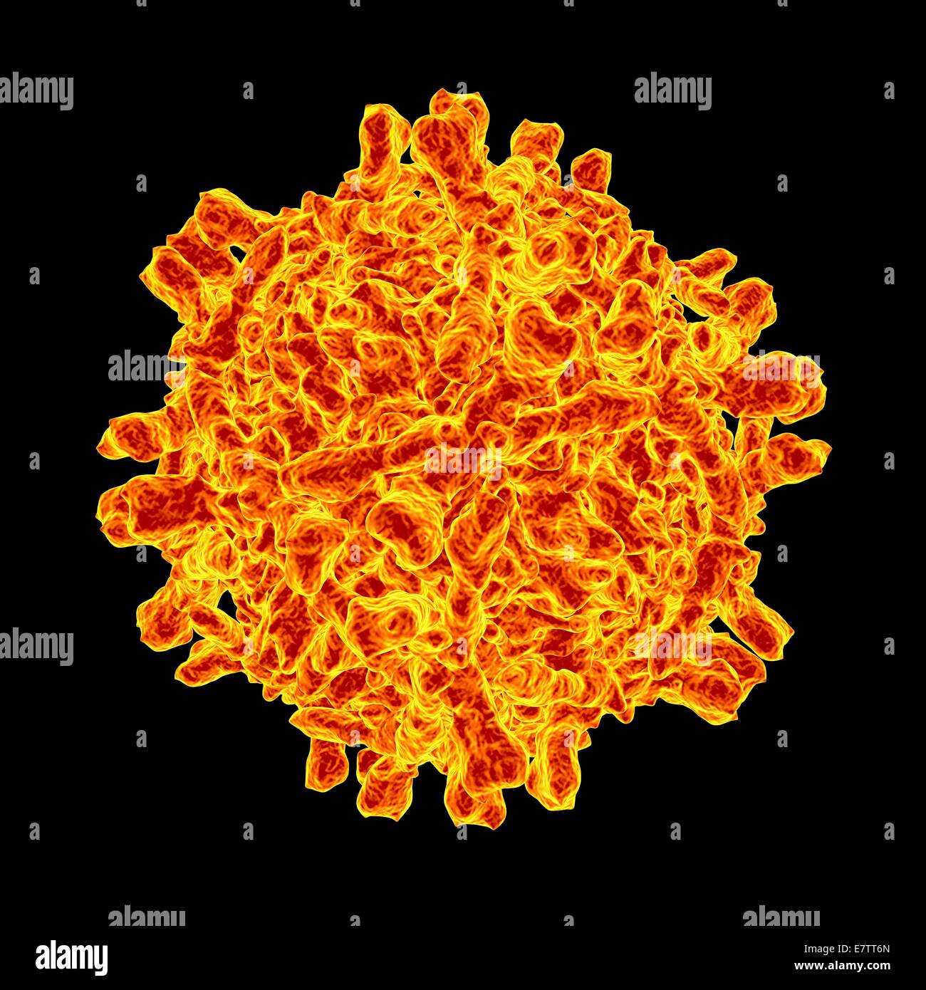 Echovirus, computer artwork Stock Photo - Alamy