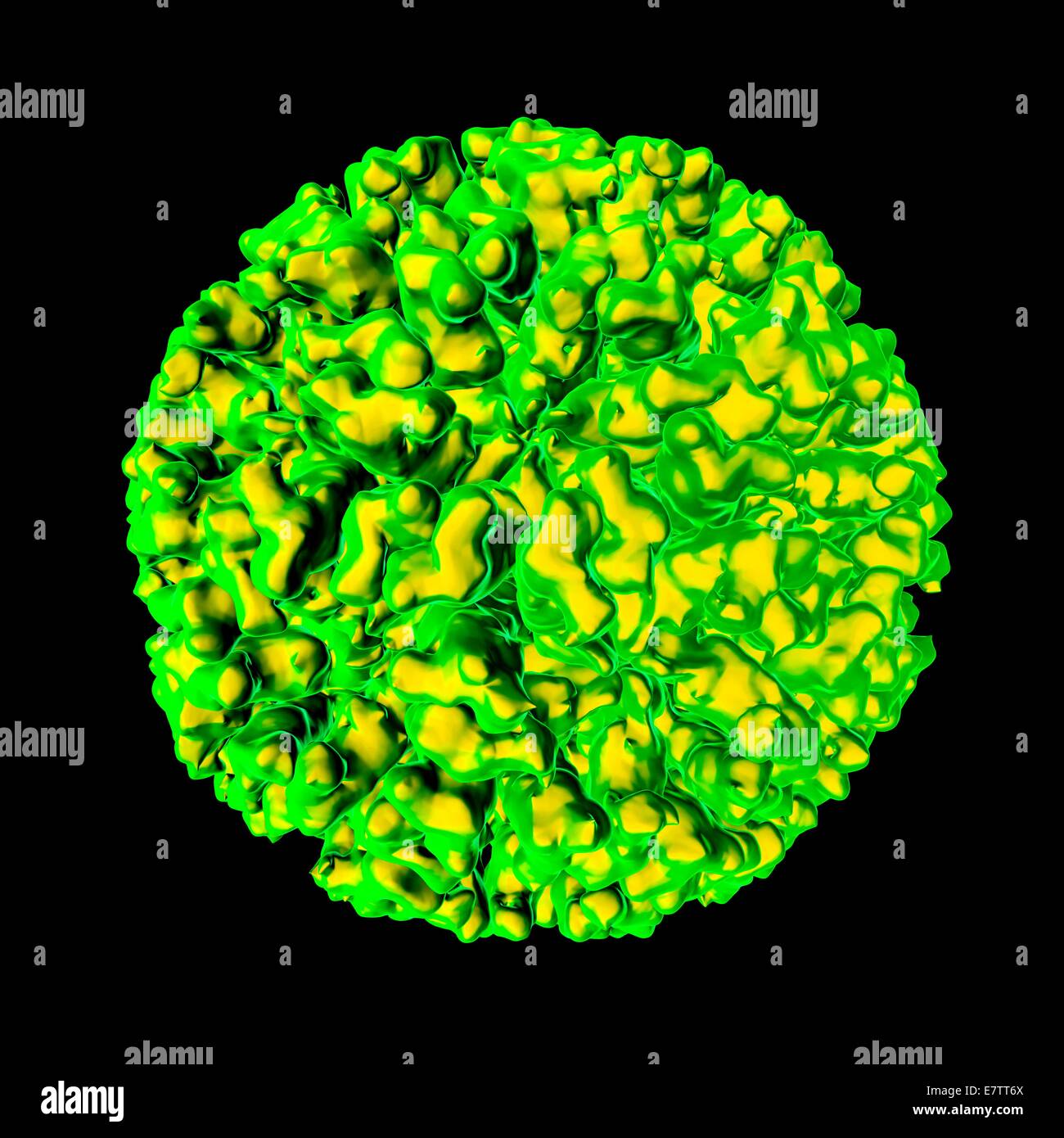 Feline calicivirus, computer artwork Stock Photo - Alamy