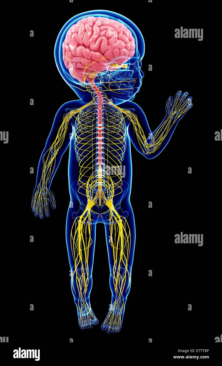 Babys brain and nervous system hi-res stock photography and images - Alamy
