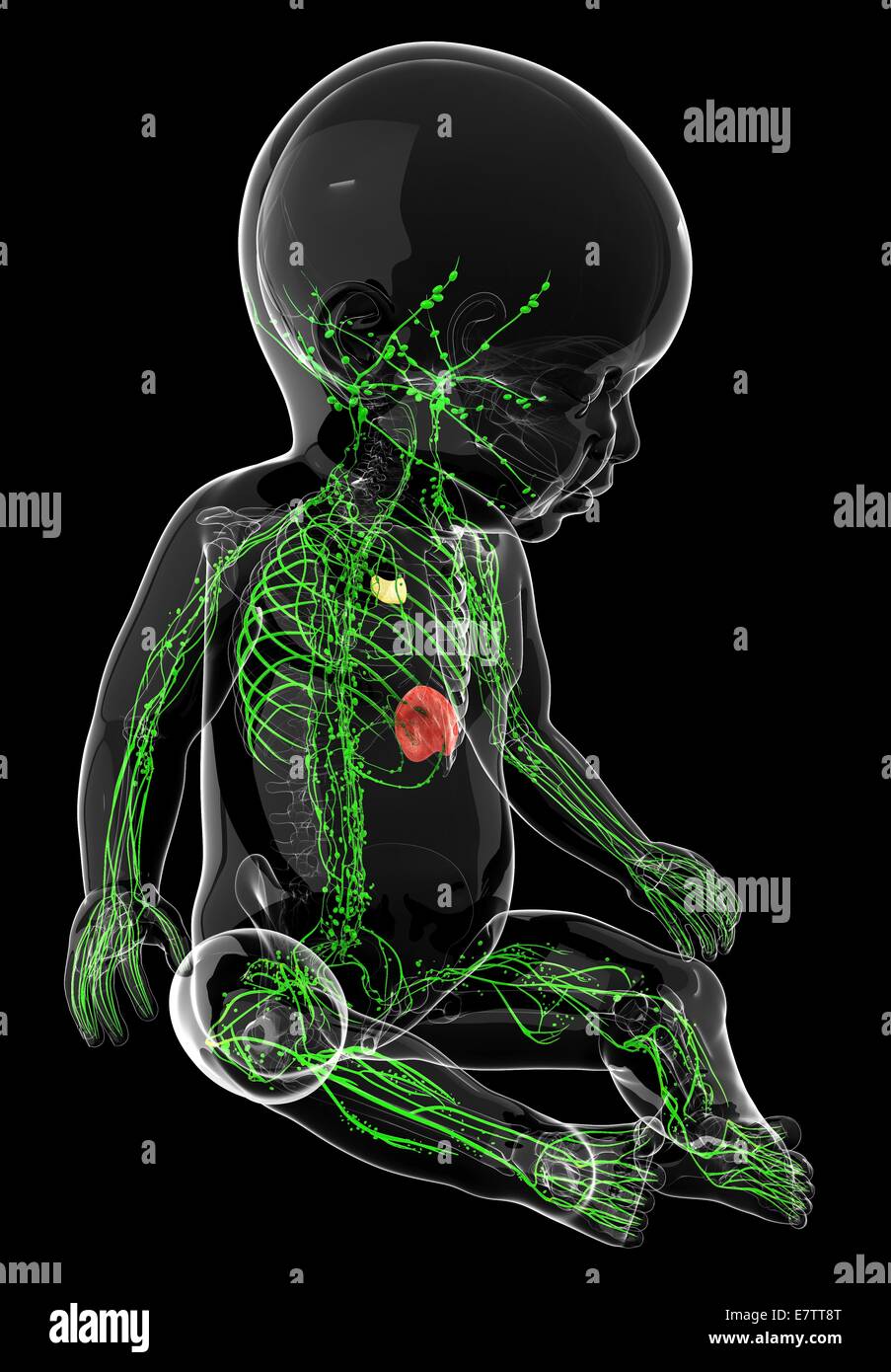 Baby's lymphatic system, computer artwork Stock Photo - Alamy