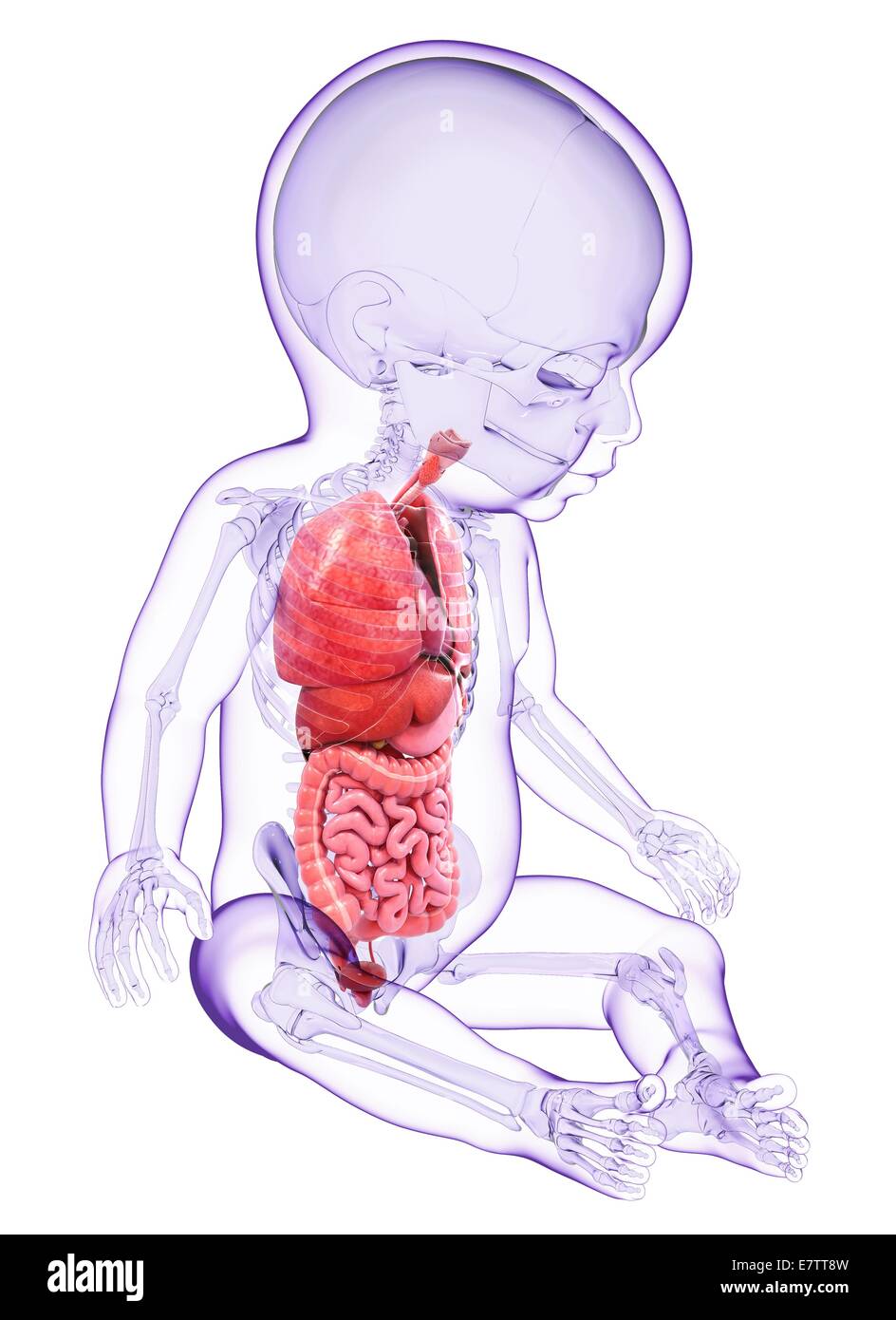 Baby's anatomy, computer artwork Stock Photo - Alamy