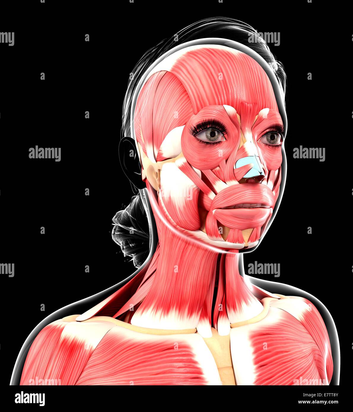 Human muscular system, computer artwork Stock Photo - Alamy