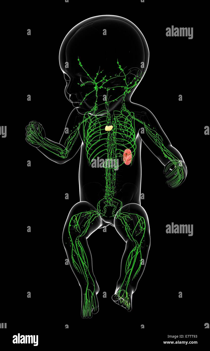 Baby's lymphatic system, computer artwork Stock Photo - Alamy