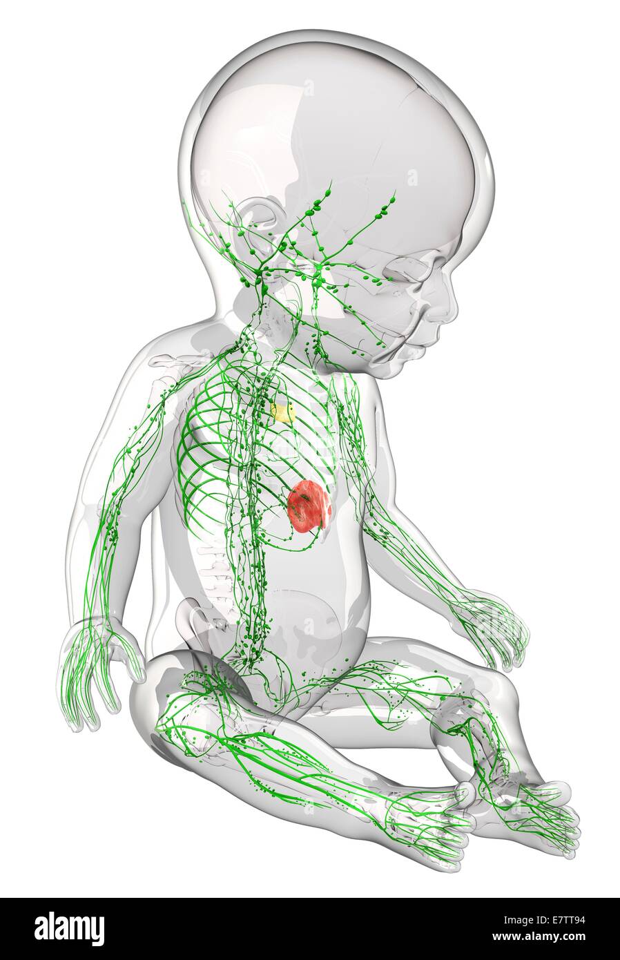 Baby's lymphatic system, computer artwork Stock Photo - Alamy