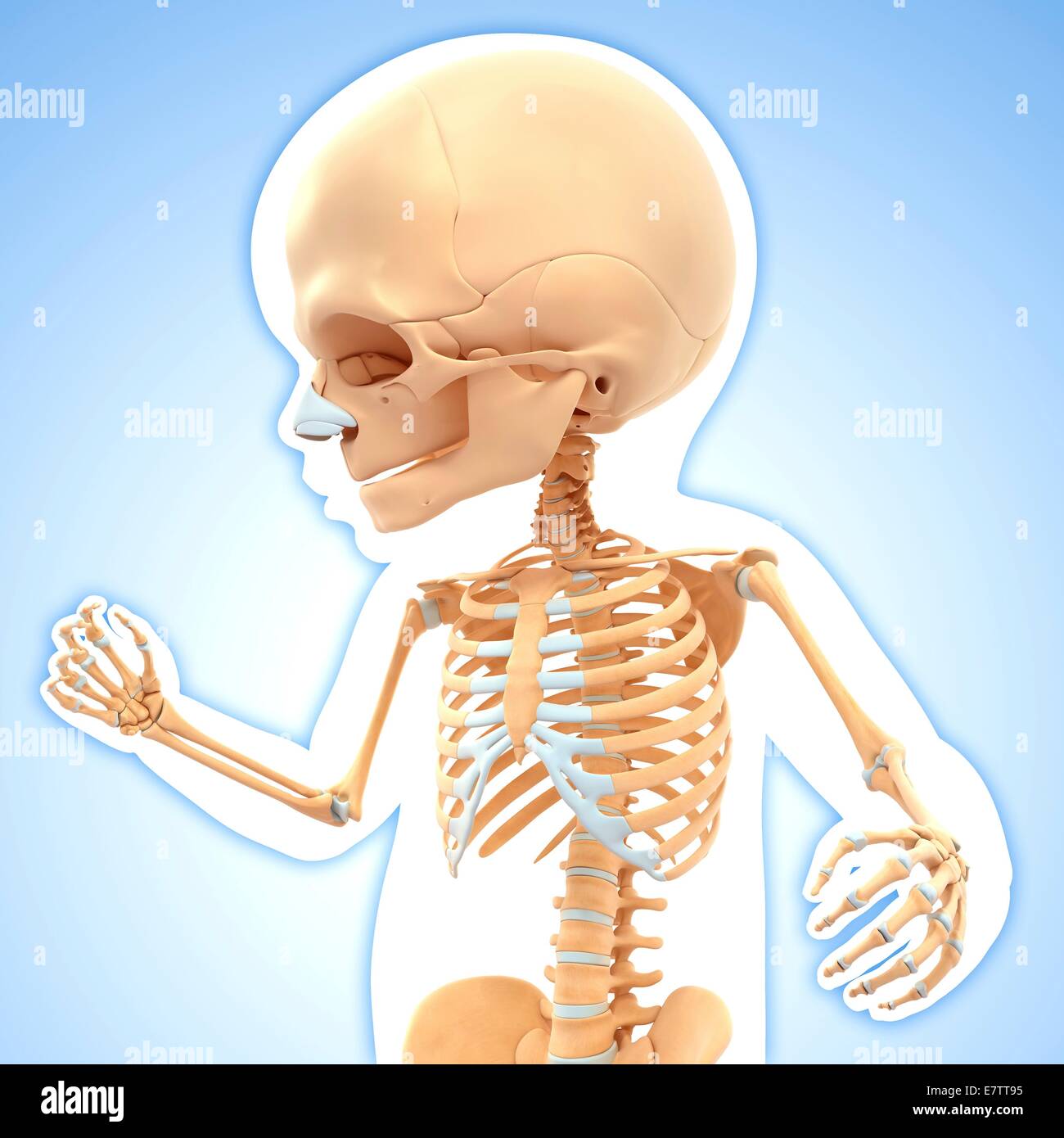 Baby's skeletal system, computer artwork Stock Photo - Alamy