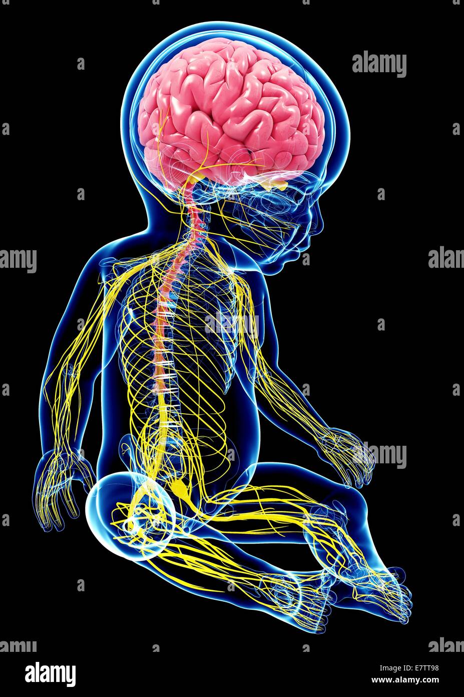 Baby's nervous system, computer artwork Stock Photo - Alamy