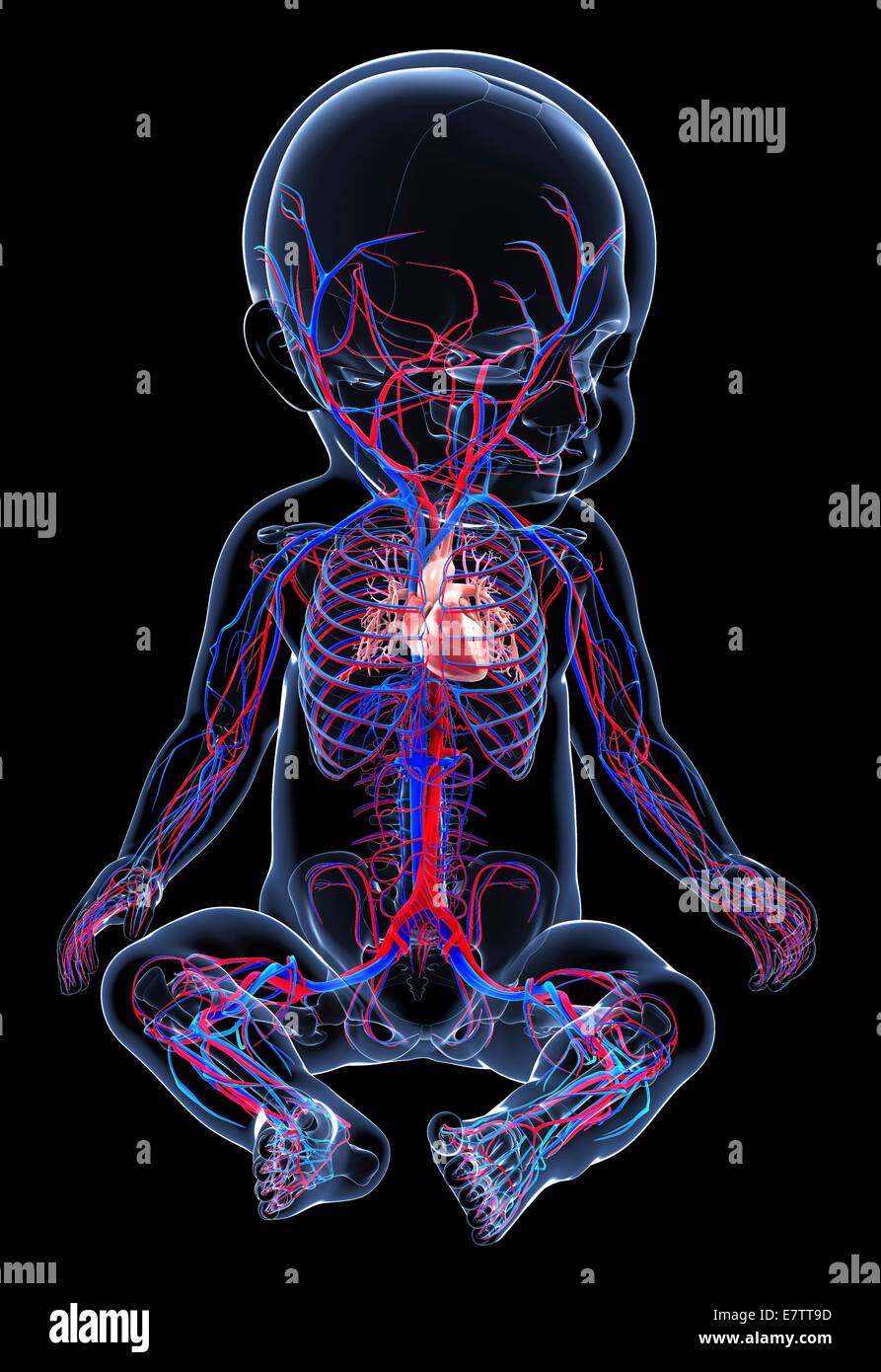 Babys cardiovascular system hi-res stock photography and images - Alamy