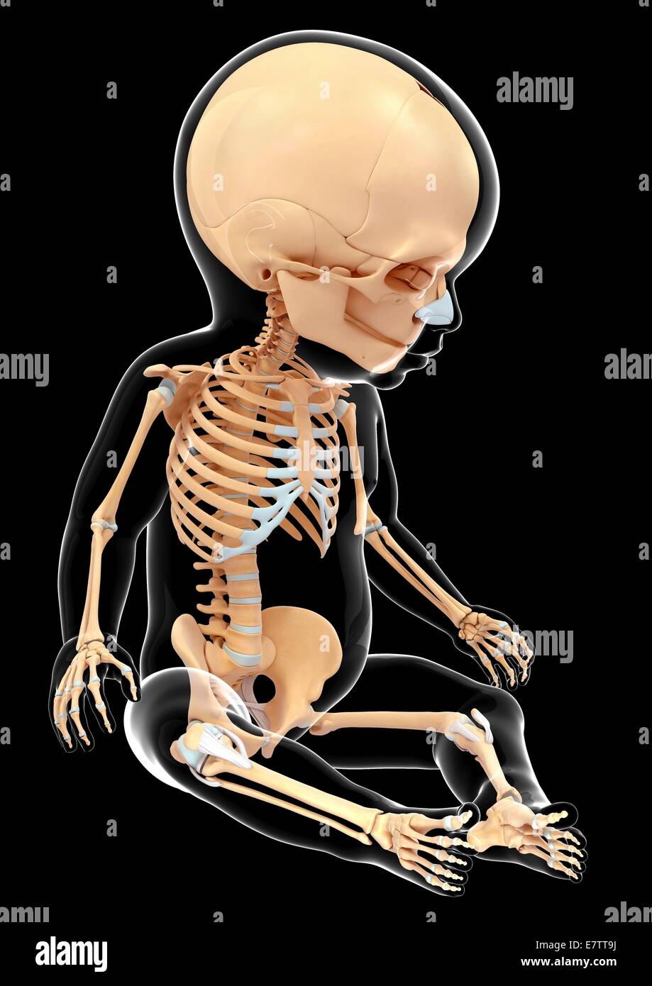 Babys skeletal system hi-res stock photography and images - Alamy
