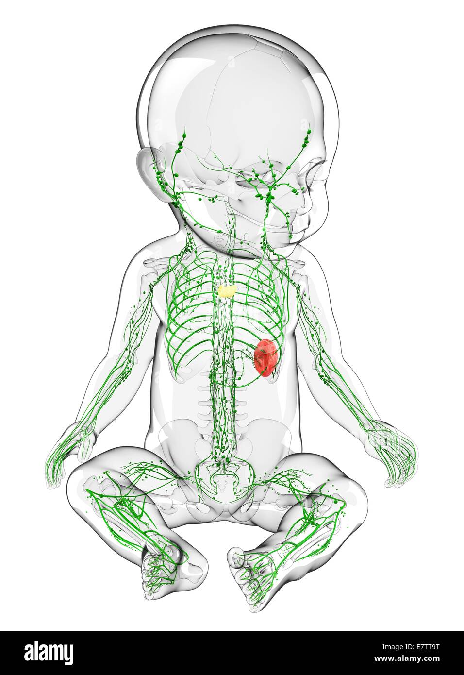 Baby's lymphatic system, computer artwork Stock Photo - Alamy