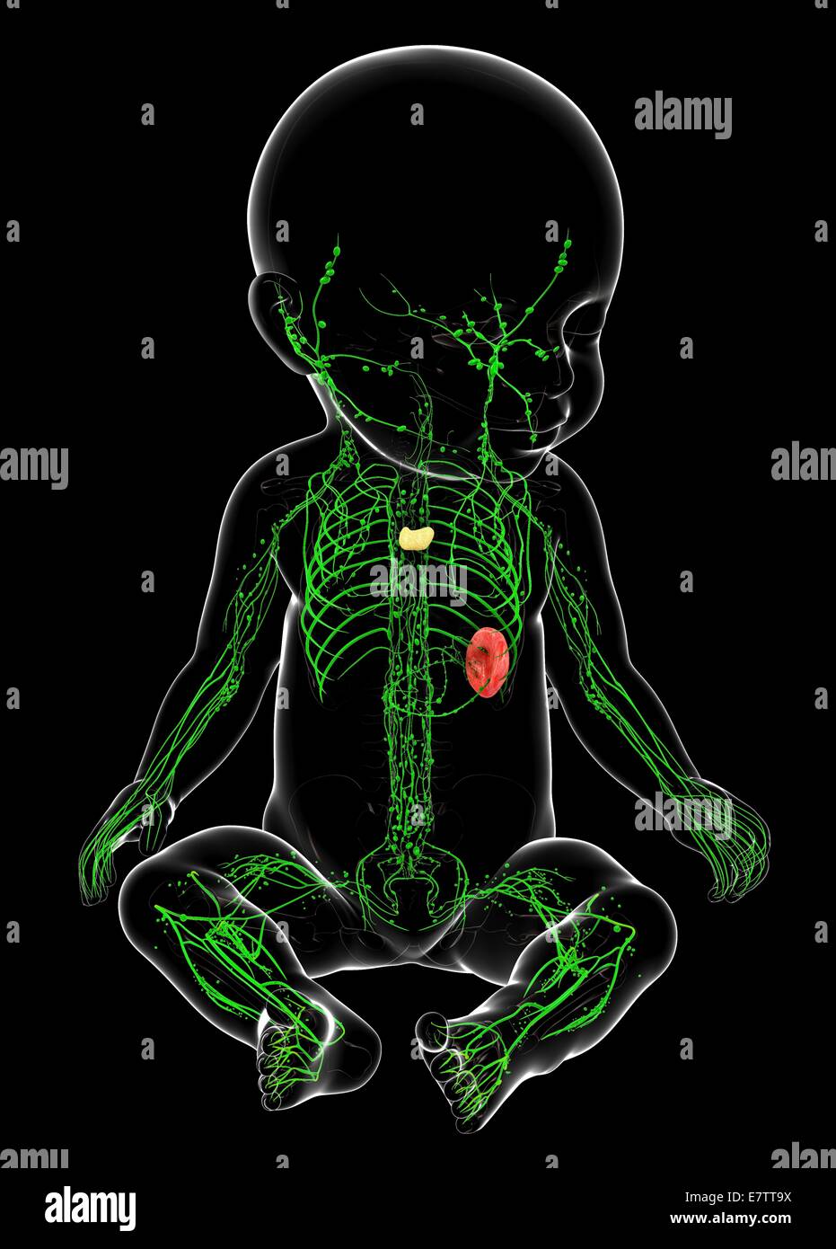 Baby's lymphatic system, computer artwork Stock Photo - Alamy